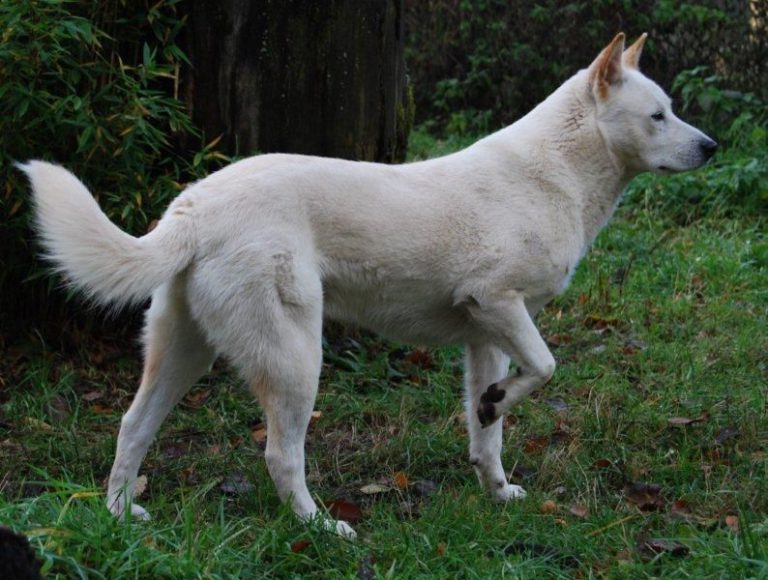 Chindo o Jindo, el amigo fiel del coreano | KpopLat