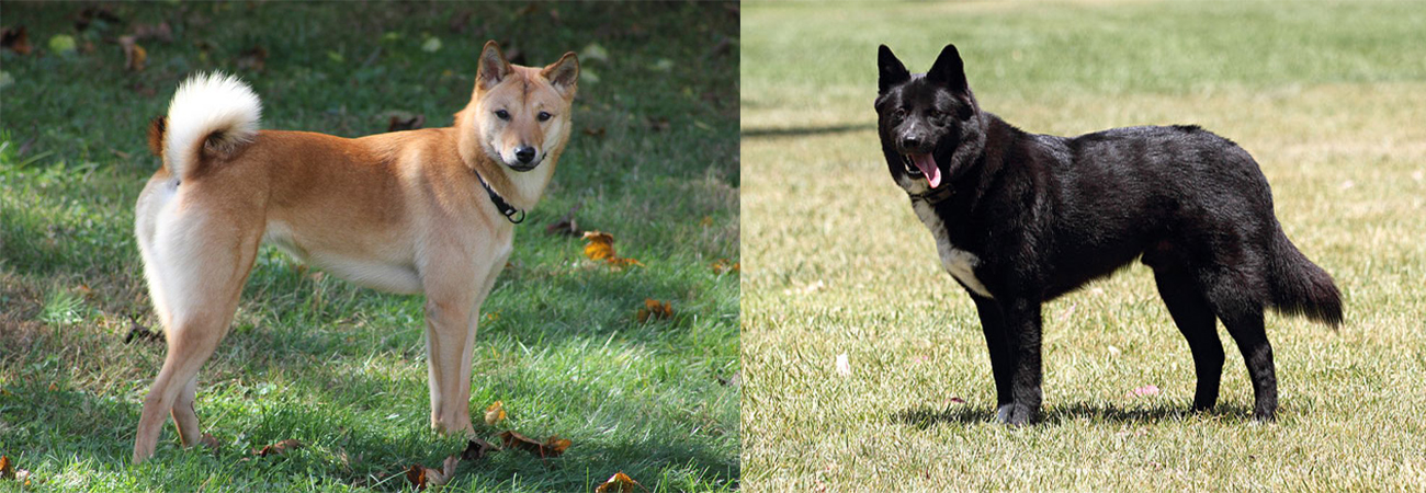 Chindo o Jindo, el amigo fiel del coreano | KpopLat