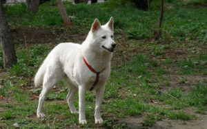 5 razas de perritos coreanos que amarás | KpopLat