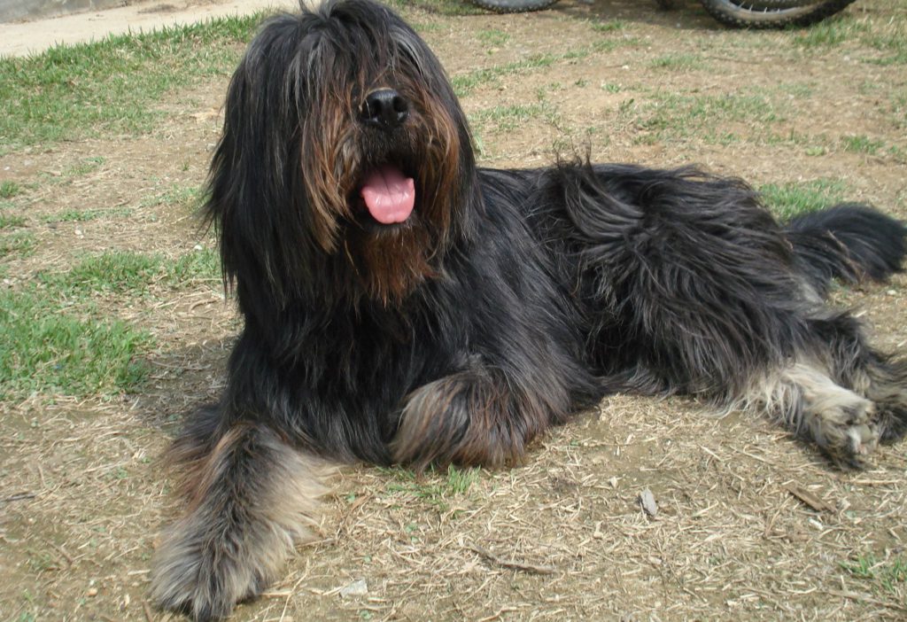 5 razas de perritos coreanos que amarás | KpopLat